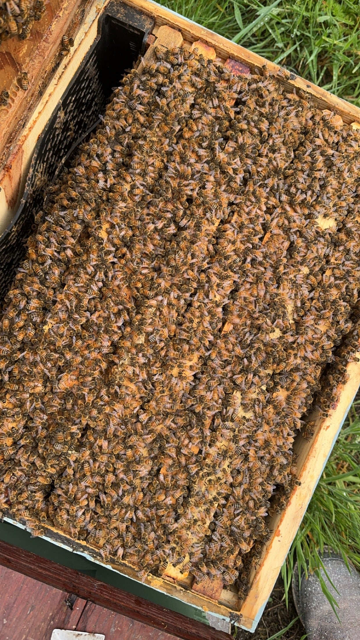 Bitterroot Buzz Bees